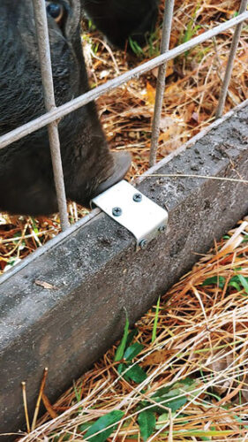 Multipurpose Pig Tiller – Mother Earth News